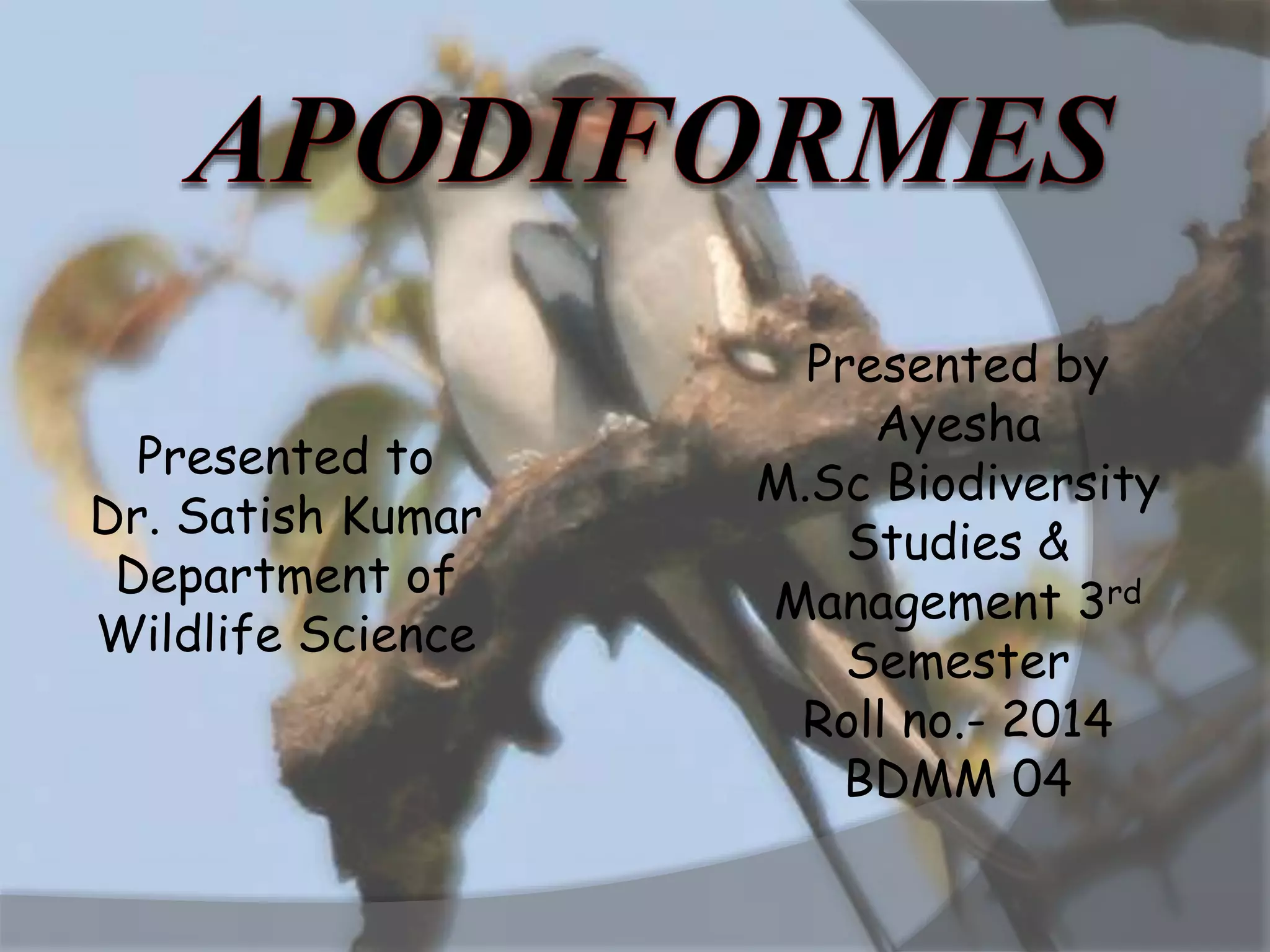 Apodiformes | PPTX