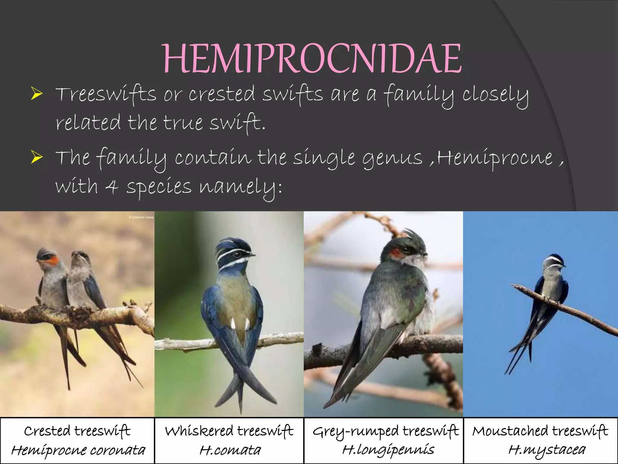 Apodiformes | PPTX