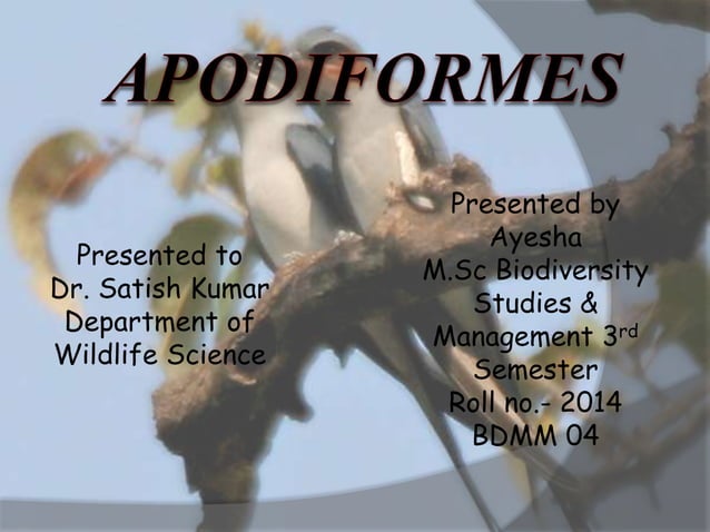 Apodiformes | PPT