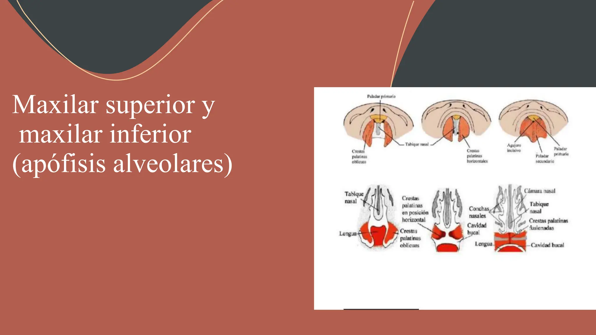 APOFISIS ALVEOLARES EMBRIOLOGIA ODONTOLOGIA | PPTX