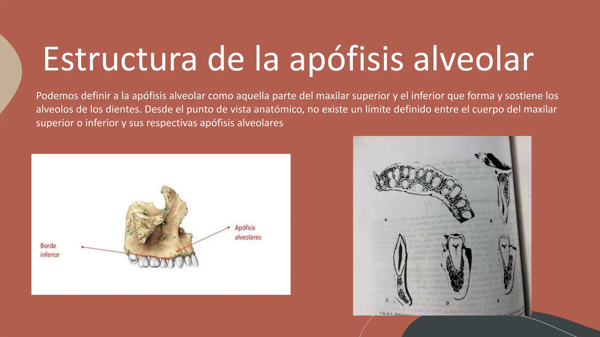 APOFISIS ALVEOLARES EMBRIOLOGIA ODONTOLOGIA | PPTX