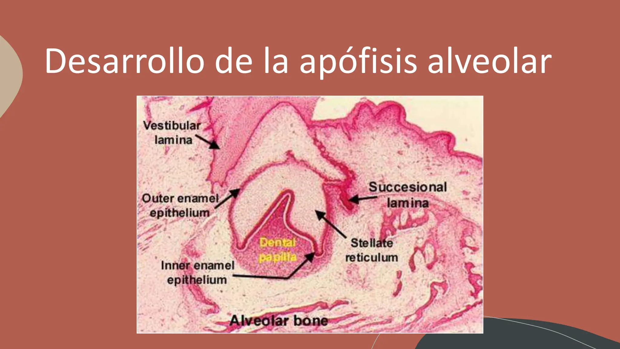 APOFISIS ALVEOLARES EMBRIOLOGIA ODONTOLOGIA | PPTX