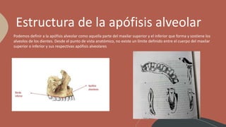 APOFISIS ALVEOLARES EMBRIOLOGIA ODONTOLOGIA | PPTX