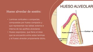 APOFISIS ALVEOLARES EMBRIOLOGIA ODONTOLOGIA | PPTX