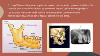 APOFISIS ALVEOLARES EMBRIOLOGIA ODONTOLOGIA | PPTX