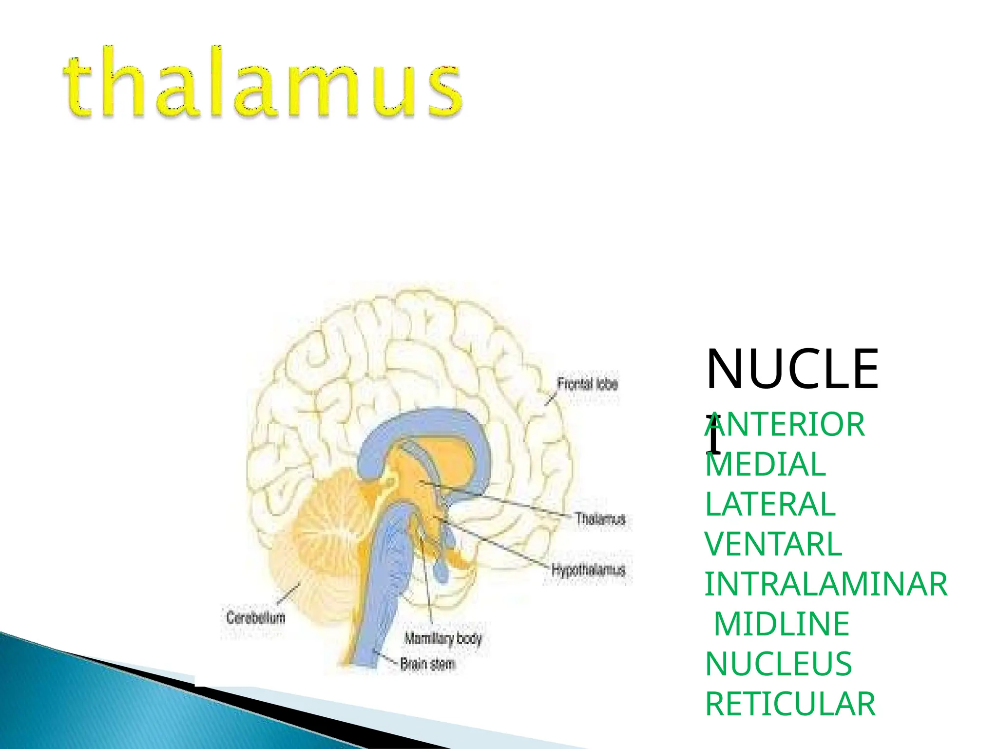 anatomy &physiology of nervous system.pptx