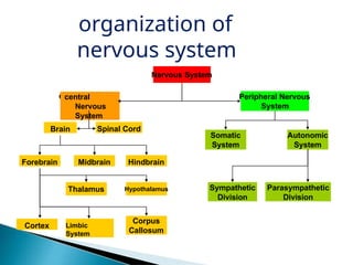 anatomy&physiology of nervous system.pptx