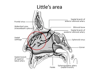 A & P of nose | PPTX