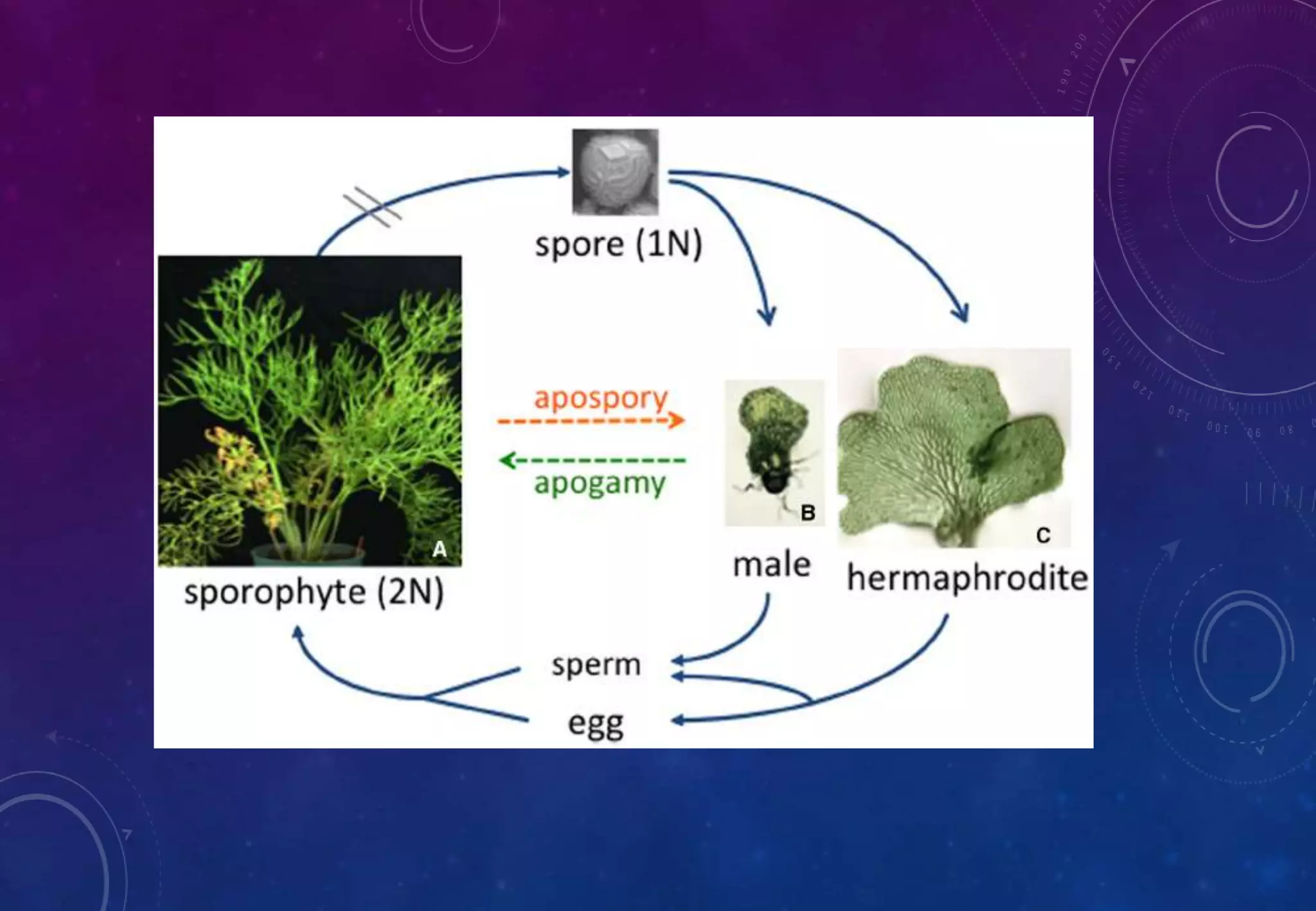 APOGAMY & APOSPORY.pptx | Infertility | Reproductive Health