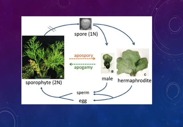 APOGAMY & APOSPORY.pptx | Infertility | Reproductive Health