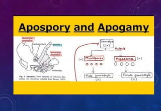 APOGAMY & APOSPORY.pptx