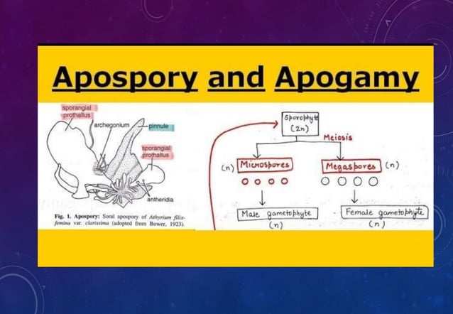 APOGAMY & APOSPORY.pptx | Infertility | Reproductive Health