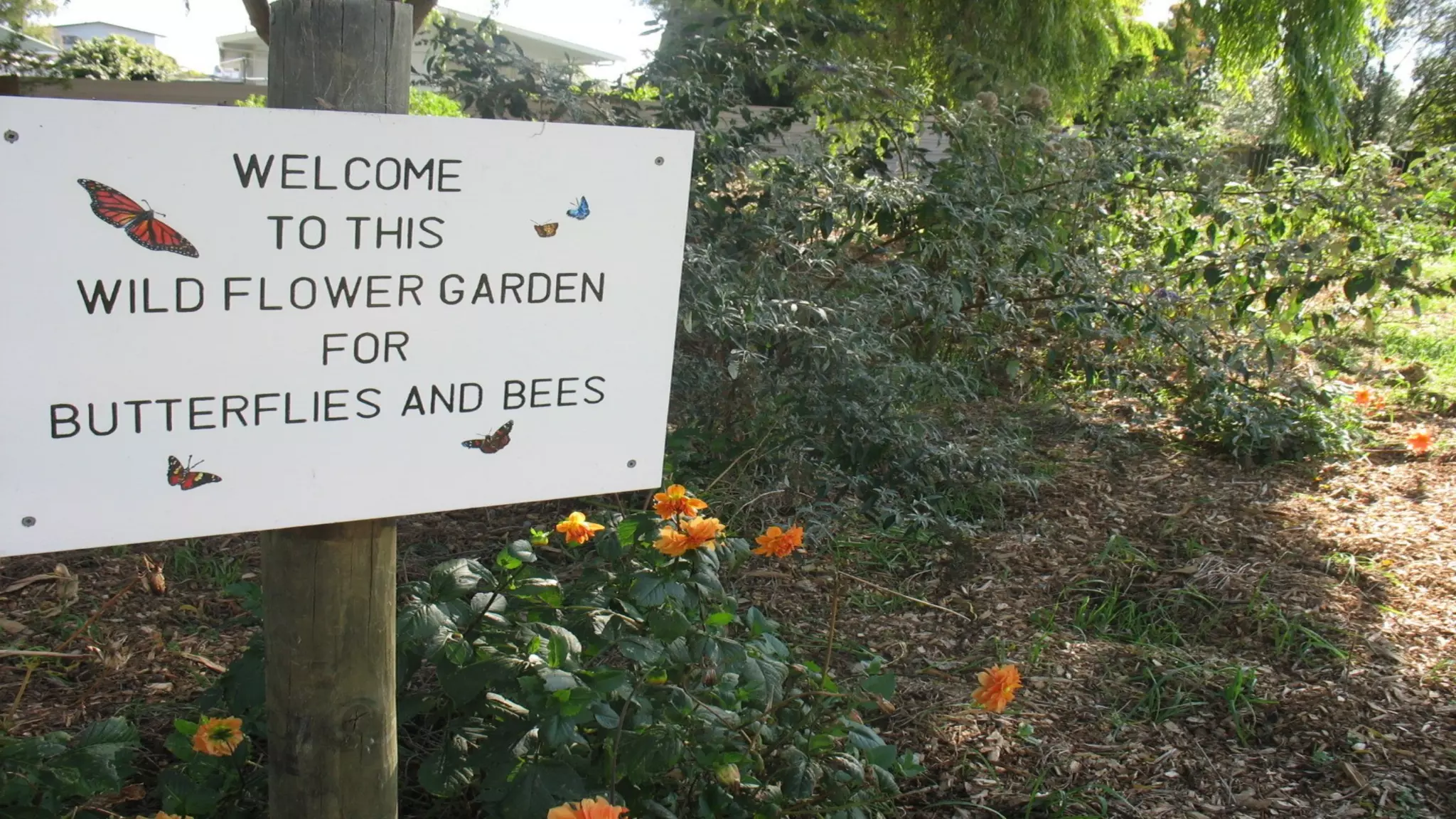 Apollo butterfly | PPT | Geography | Science