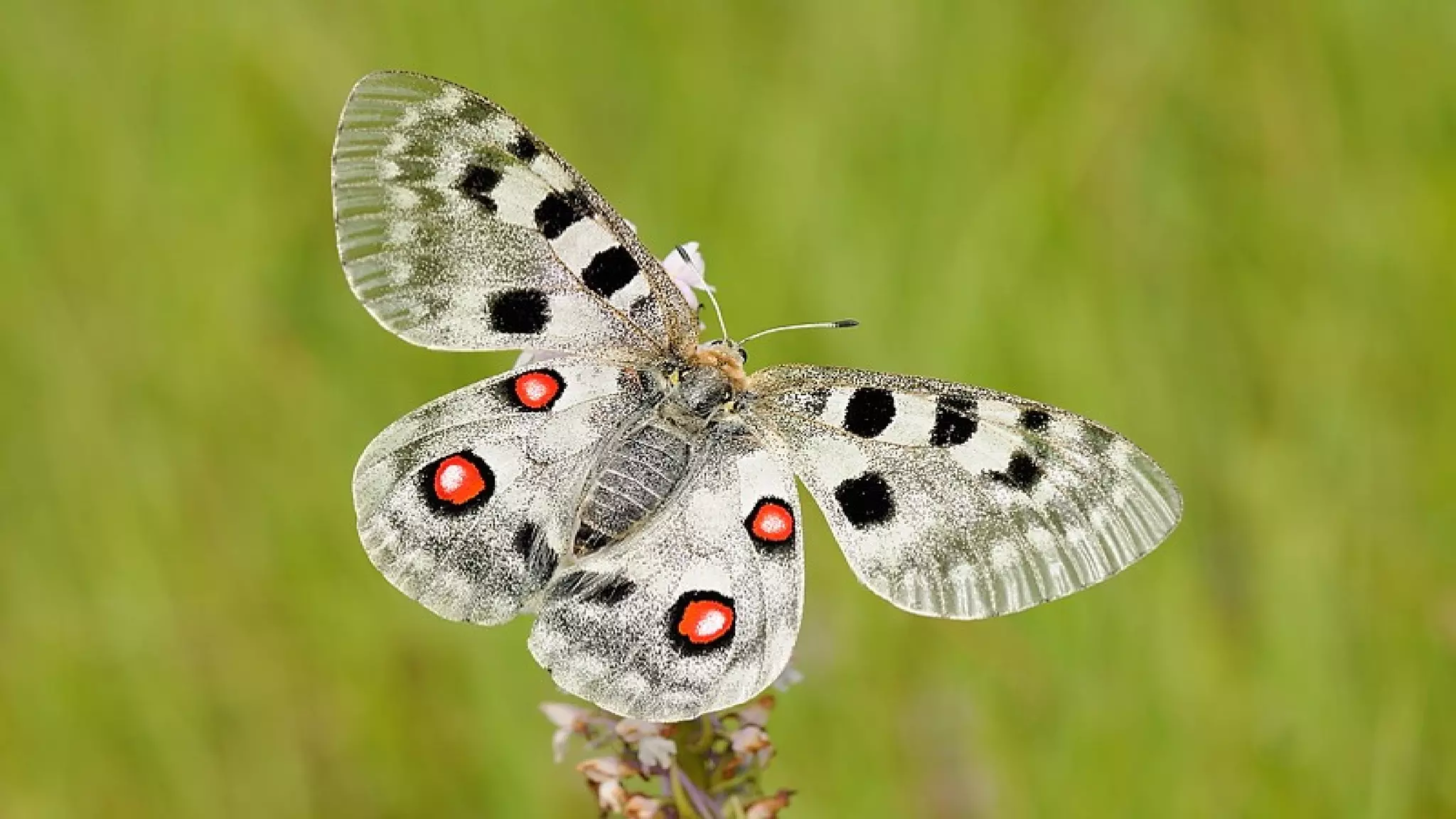 Apollo butterfly | PPT | Geography | Science