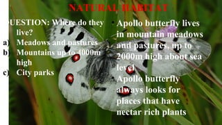 Apollo butterfly | PPT