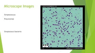 Apologia Biology - updated Module 9 & 10 (bact virus) (protist fungi ...
