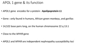 ApoL related FSGS | PPTX