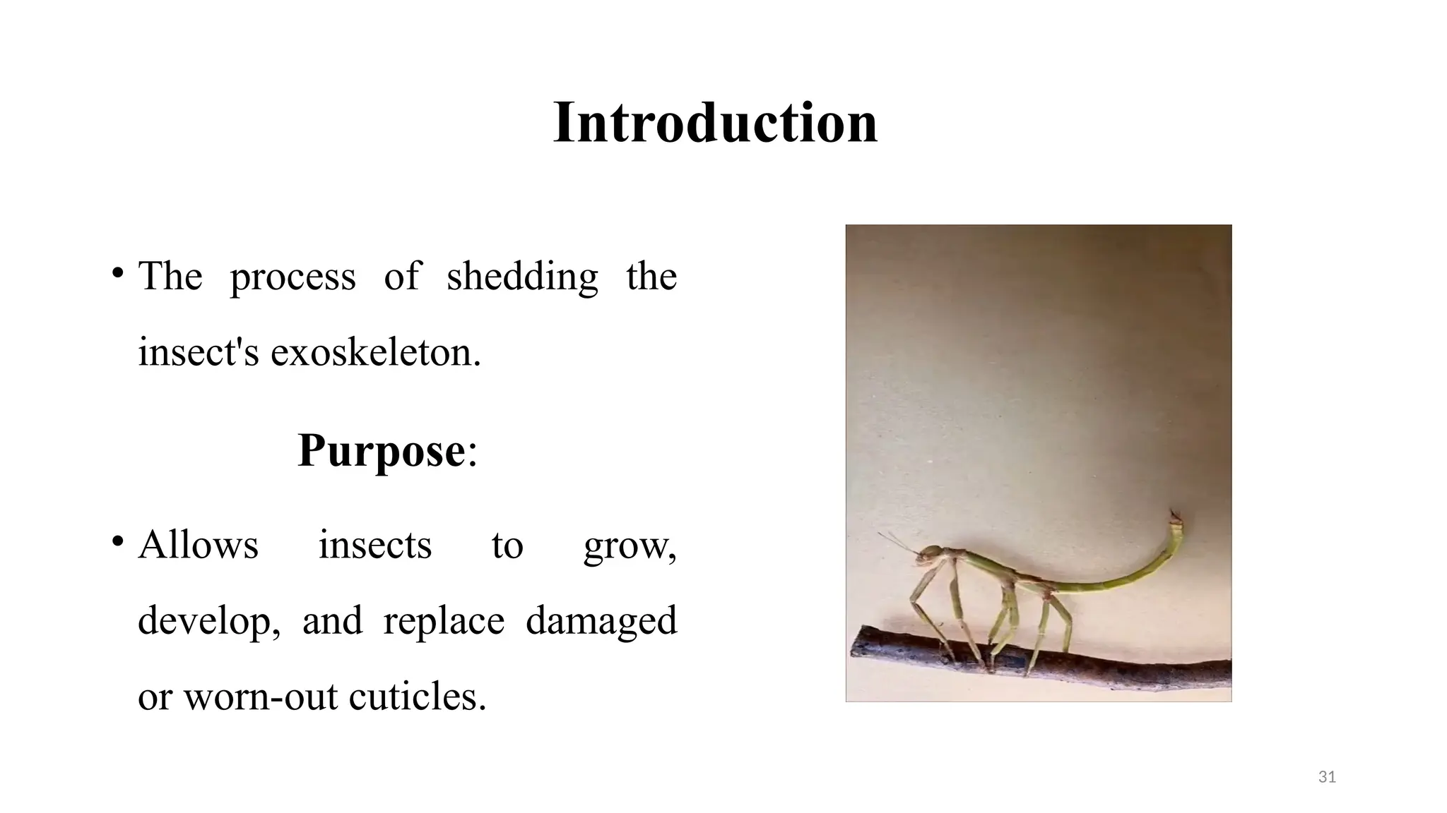 Apolysis and Ecdysis.pptx molting in insects | PPTX