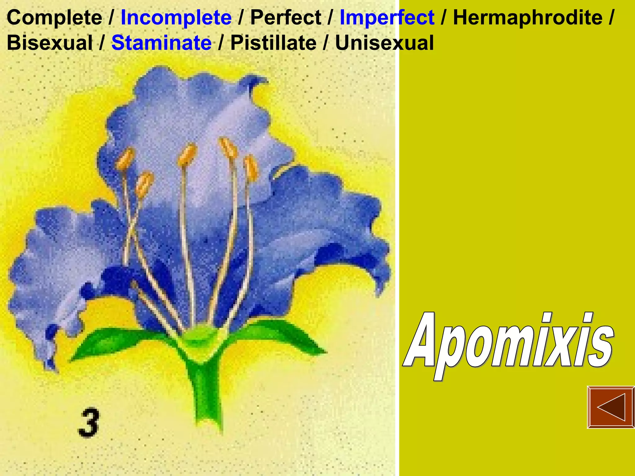 Apomixis | PPT