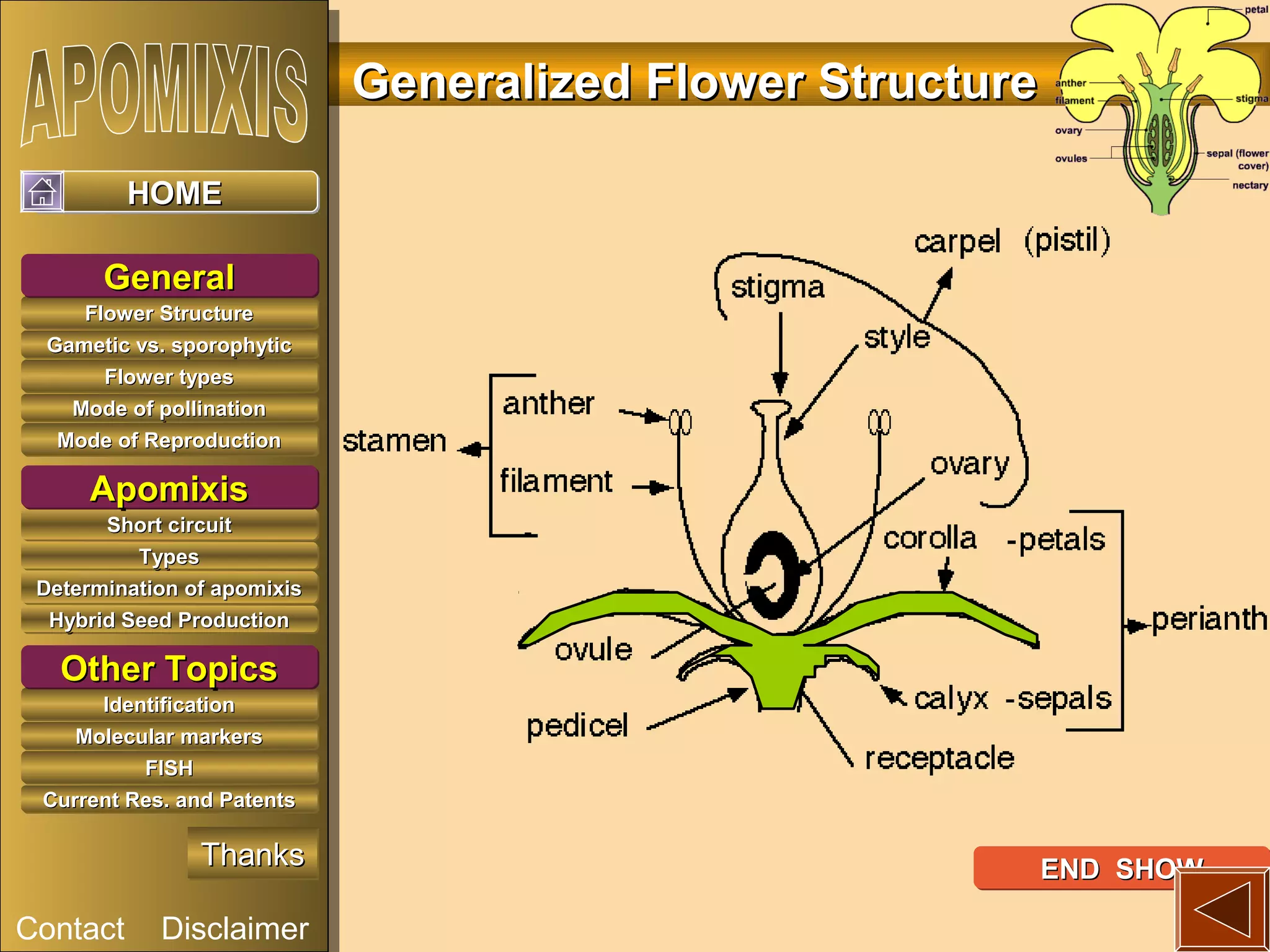 Apomixis | PPT