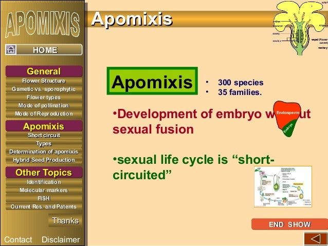 Apomixis
