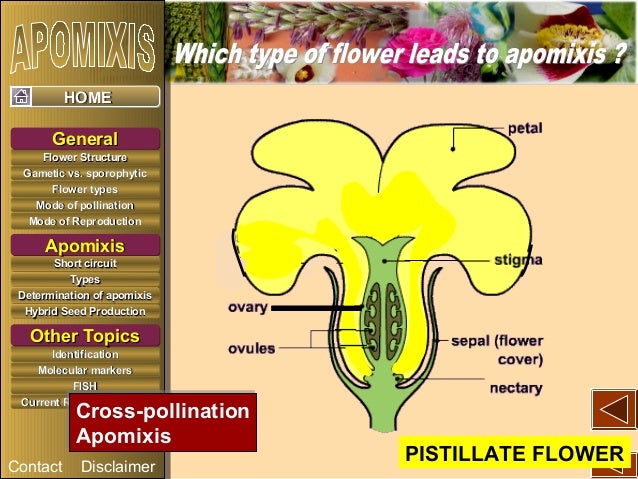 Apomixis