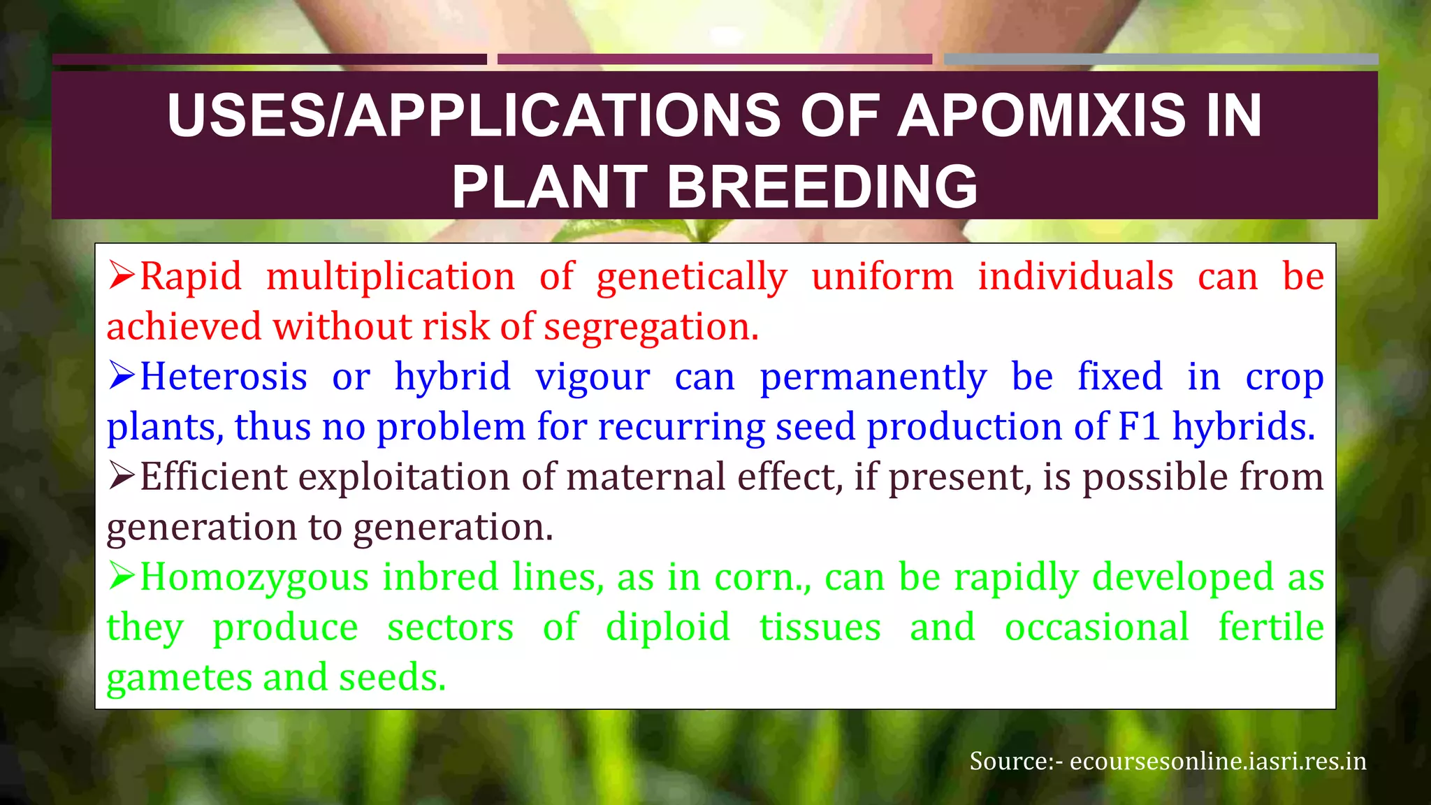 Apomixis | PPTX