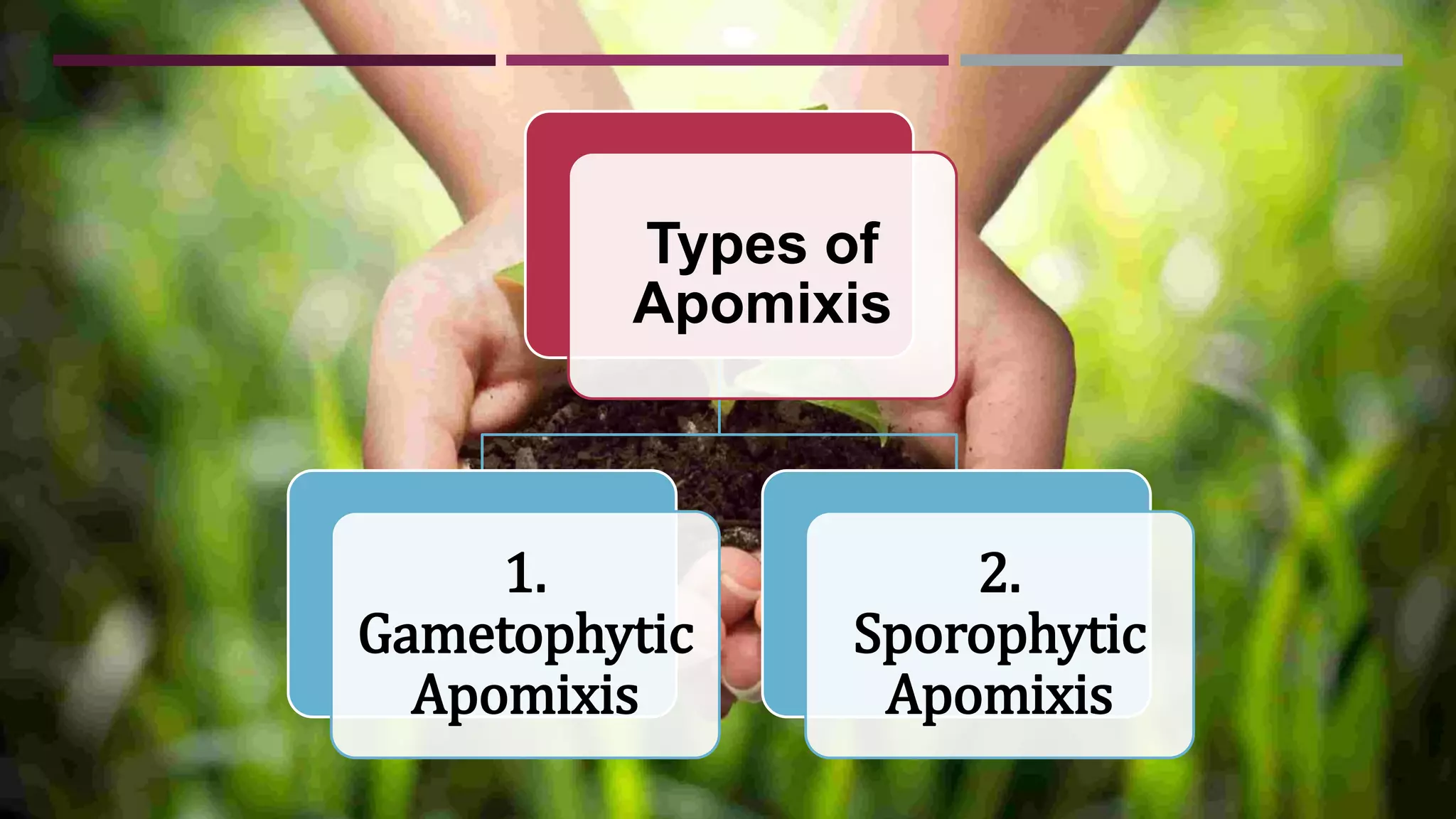 Apomixis | PPTX
