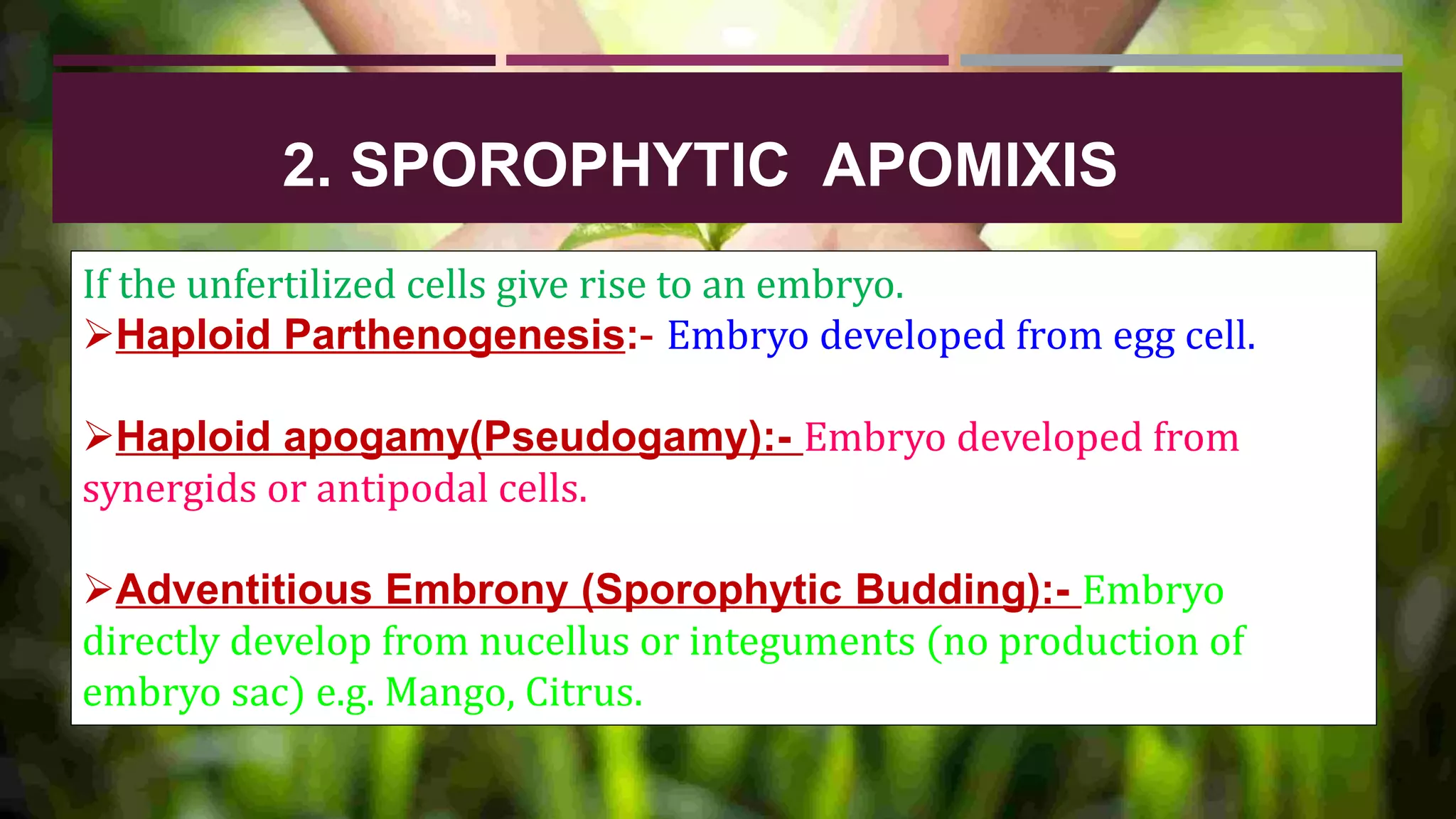 Apomixis | PPTX