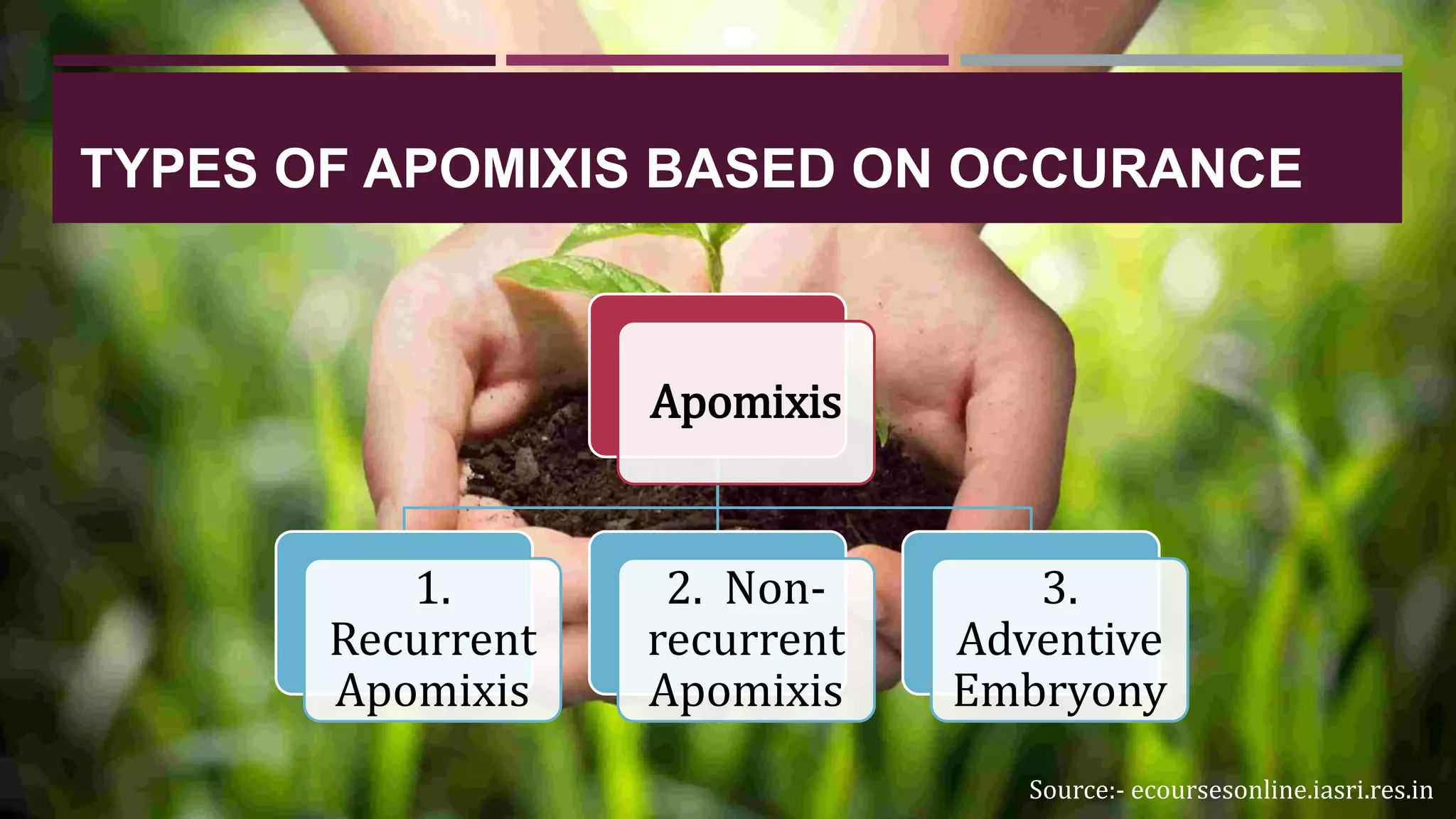 Apomixis | PPTX
