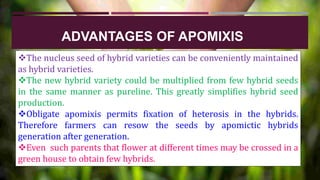 Apomixis | PPTX