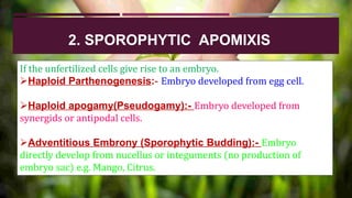 Apomixis | PPTX