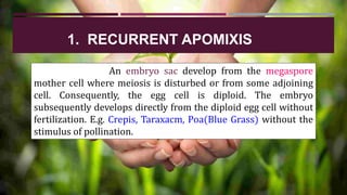 Apomixis | PPTX