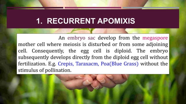 Apomixis | PPTX