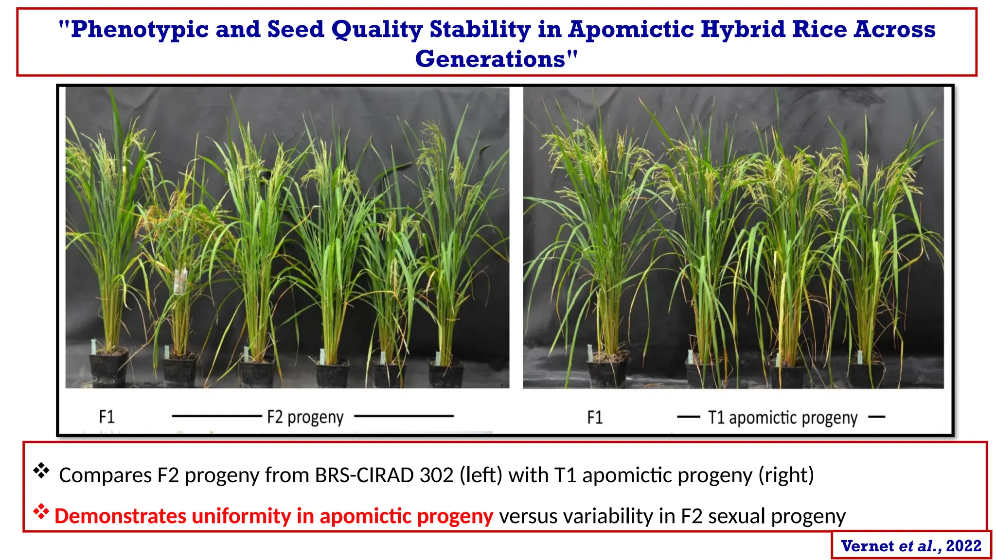 Synthetic apomixis for modern hybrid seed production: From current ...