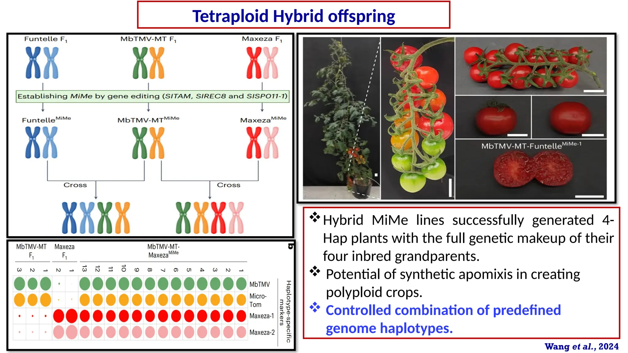 Synthetic apomixis for modern hybrid seed production: From current ...