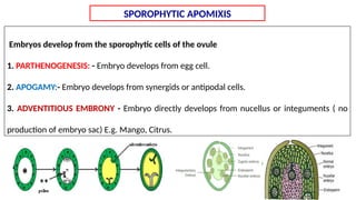Synthetic apomixis for modern hybrid seed production: From current ...