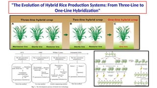 Synthetic apomixis for modern hybrid seed production: From current ...