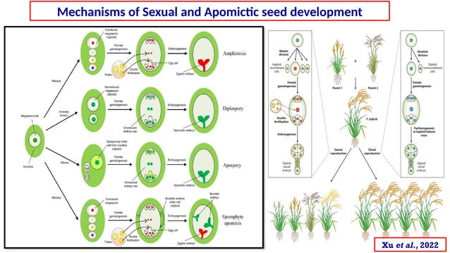 Synthetic apomixis for modern hybrid seed production: From current ...