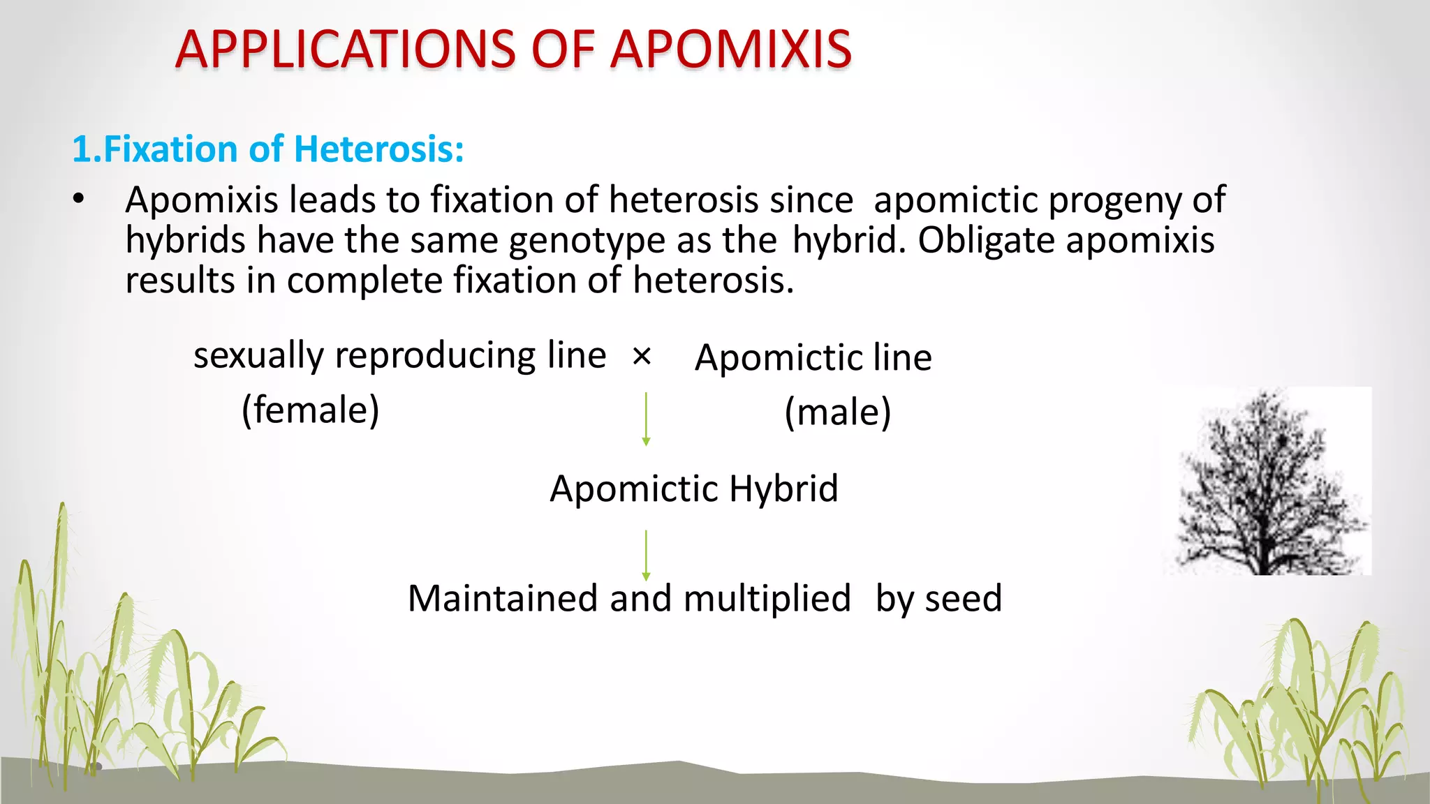 Apomixis | PPTX