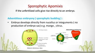 Apomixis | PPTX