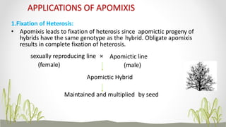 Apomixis | PPTX