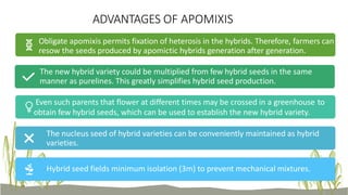 Apomixis | PPTX