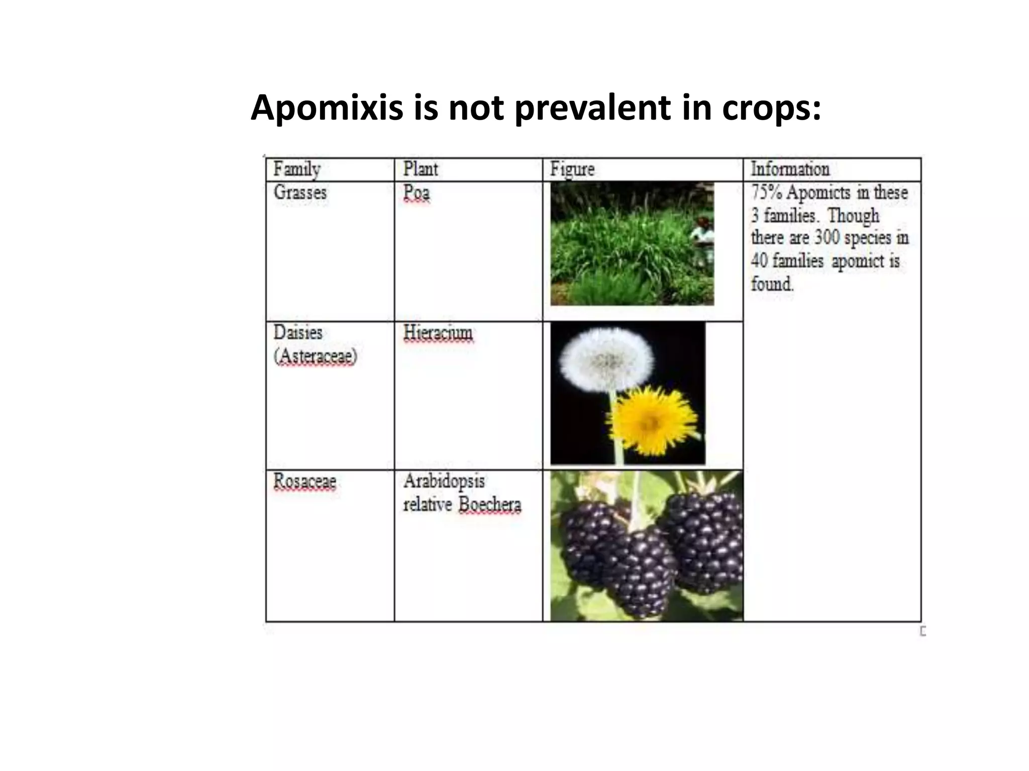 Apomixis and its application in horticulture | PPTX