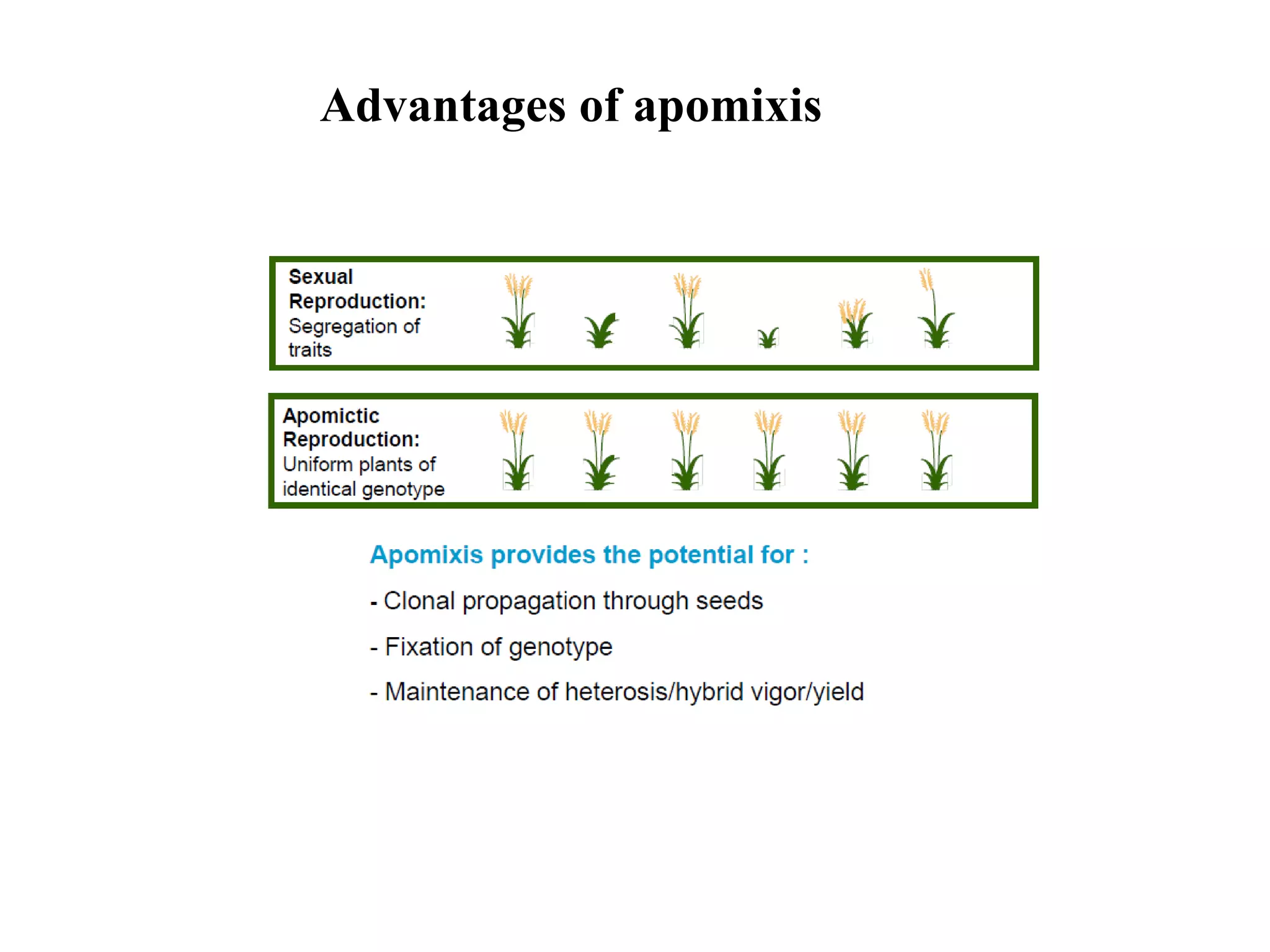 Apomixis and its application in horticulture | PPTX