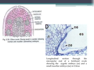 Apomixis | PPTX