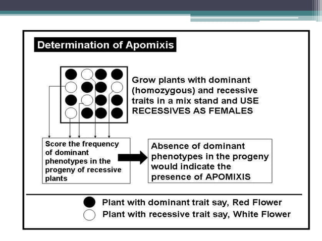 Apomixis | PPTX