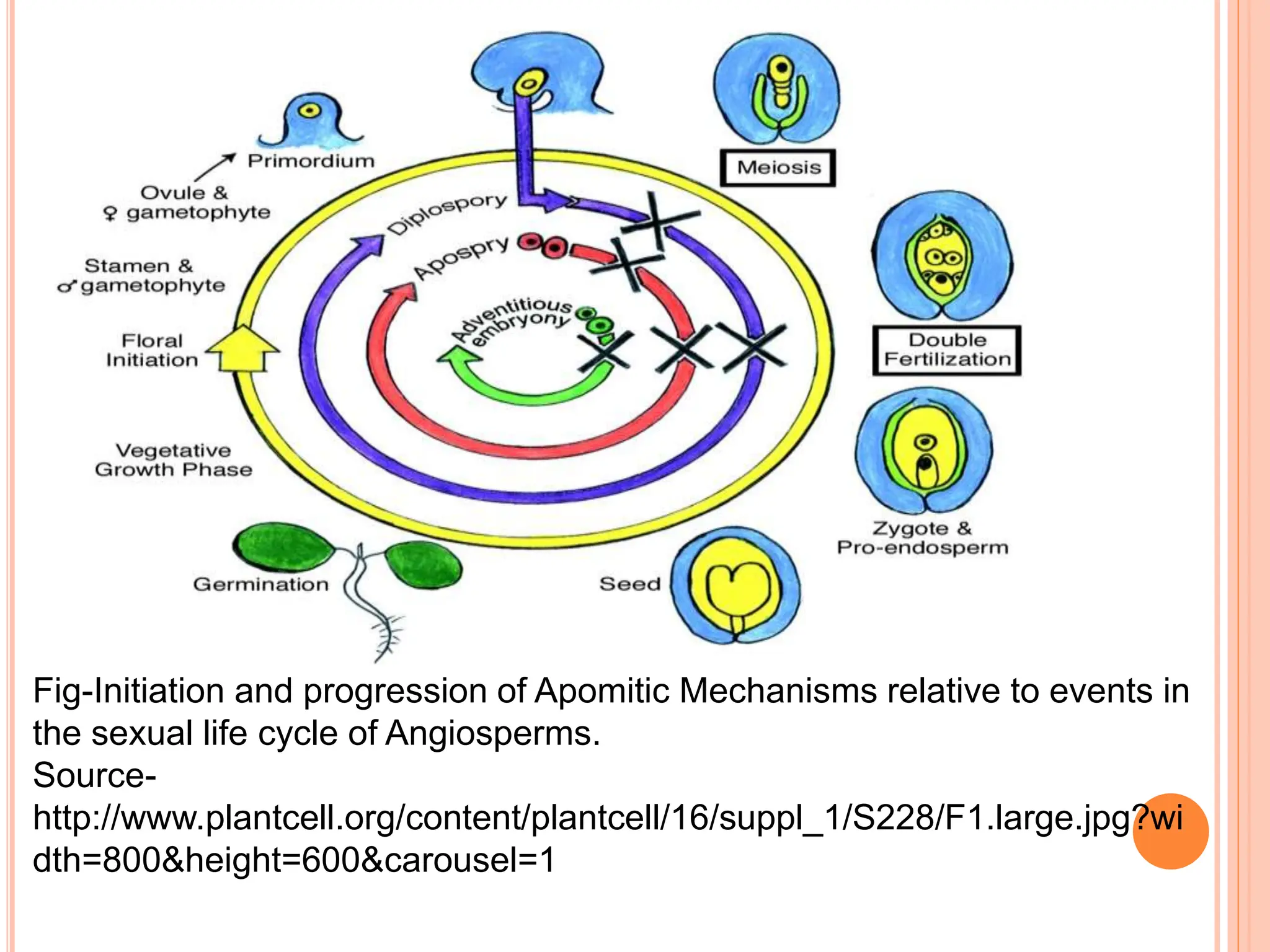 Apomixis–Definition,Types and practical applications.pptx