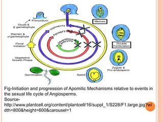 Apomixis–Definition,Types and practical applications.pptx | Infertility ...