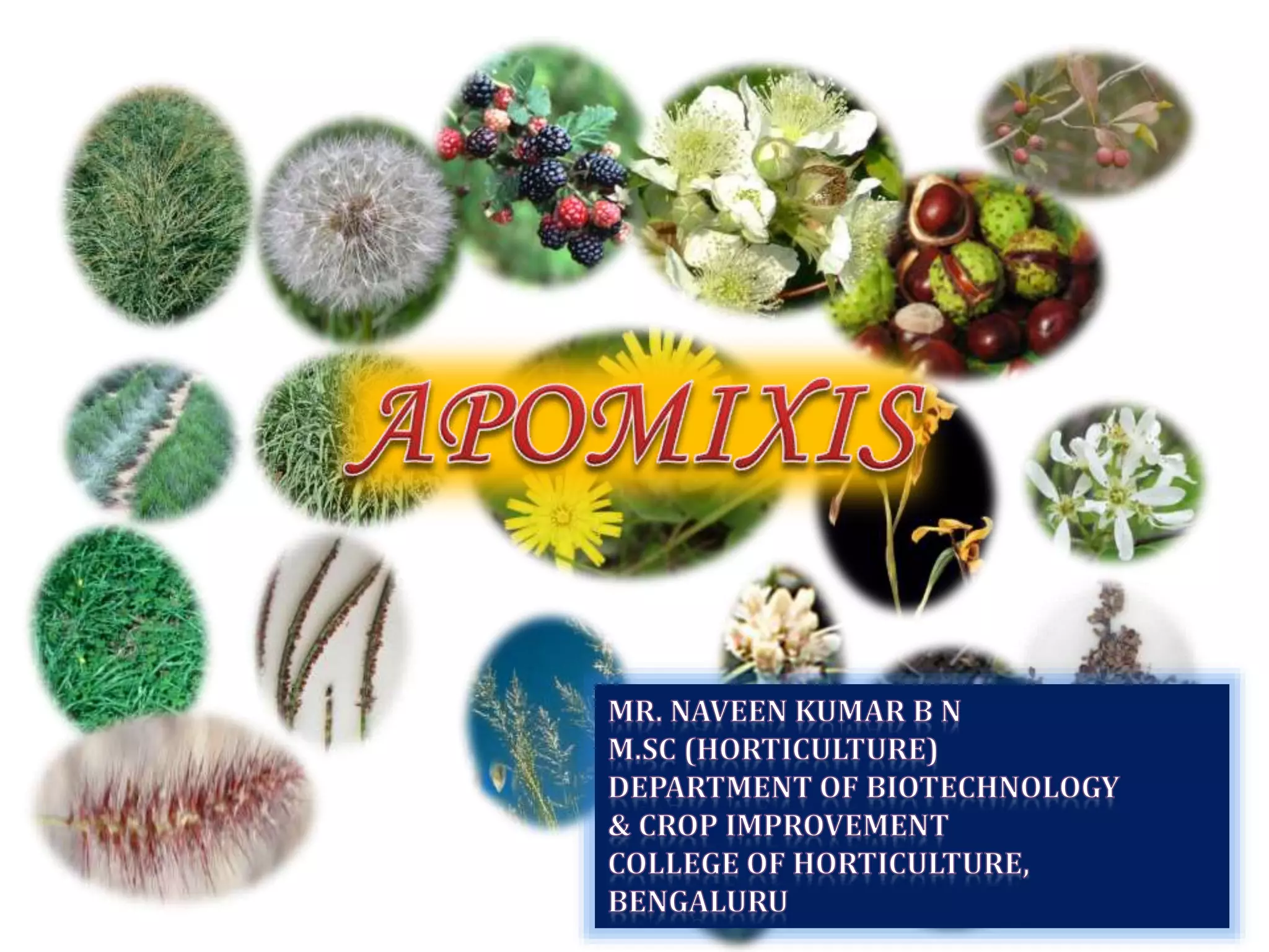 Apomixis in plants | PPTX